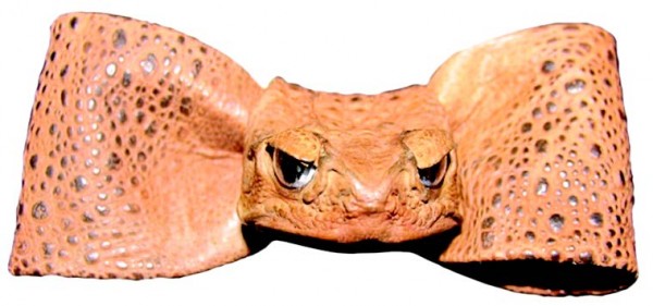 UCreative.com - You! Be Inspired! – Ties and Bows | UCreative.com