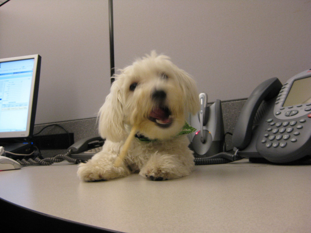 Corporate Animals - The Pros and Cons of Workplace Pets