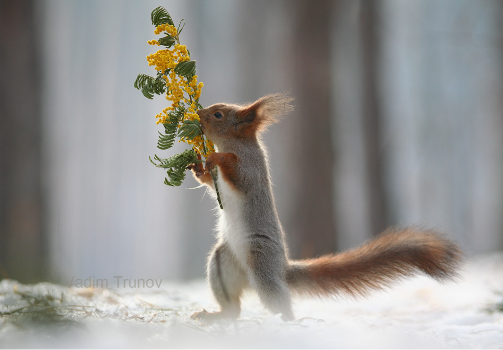 Photographer Captures Cute Squirrels in a Photo Shoot